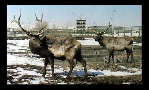 Буга [Түүхэн] | Ном дээрх тайлбар: Улаанбаатар-түүх соёлын д… | Flickr