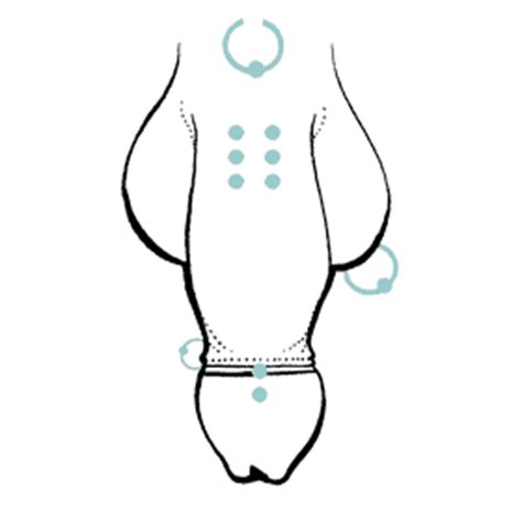 Genitales Masculinos ~ The Dark Design
