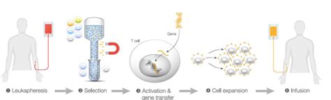 Download App Note Automated Pbmc Isolation And T Cell Wash And Concentration