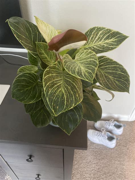 My Birkin Is Reverting Where Do I Need To Cut Rhouseplants