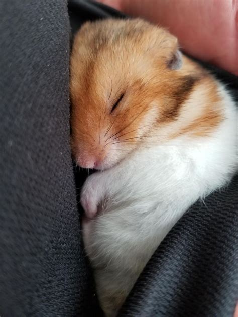 Cute Hamster Sleeping In Lap