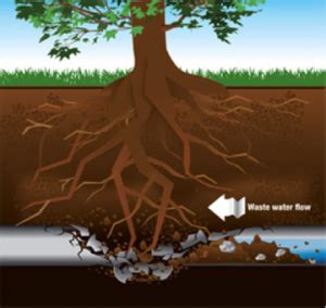How To Fix Tree Root Intrusion In Your Pipes Kelowna Plumbers A Choice Plumbing Drain