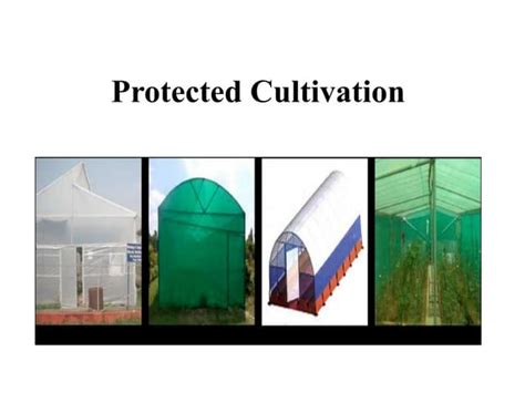 Protected Cultivation And Secondry Agriculturepptx Agriculture Industries