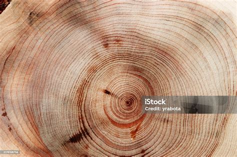자연스러운 나무 배경 나무 질감 연간 반지가 형성됩니다 주니퍼 로그의 단면의 매크로 사진 그래픽 자연 유기적 패턴 톱질 된 목재는 나무 반지 패턴 자연 채광으로 클로즈업 0