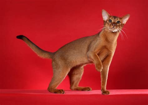 Ancient Cat Breeds The Oldest Cat Breeds That Still Exist Even Today