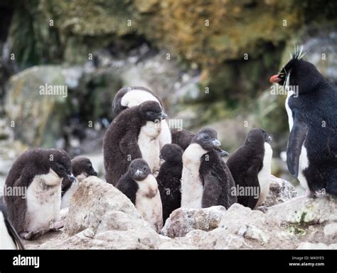 A Group Or Creche Of Rockhopper Penguin Chicks With Their Fluffy Down