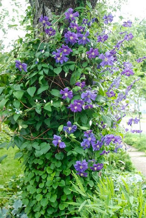 Wife Mother Gardener Clematis Up A Tree