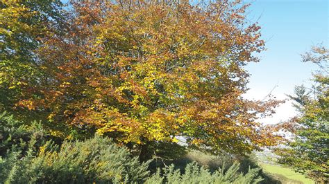 Nature On Our Doorsteps Beech Trees In Autumn Echo Ie