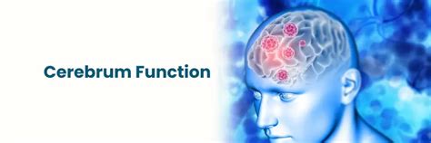Understanding Cerebrum Function Roles In The Brain And Body