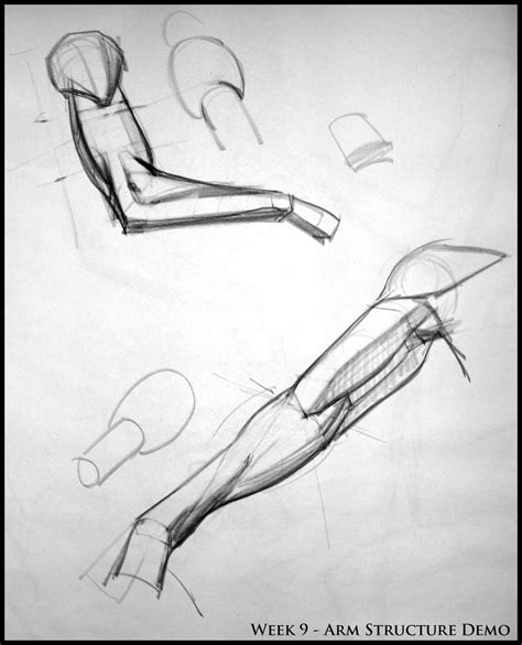 Analytical Figure Drawing SP Week Arm Structure Demo