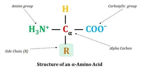 Amino Acid Structure And Functions Biochemistry Short Notes