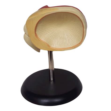 Buy Human Ear Model Mini Cochlea Model Anatomical Cochlea Ear Model