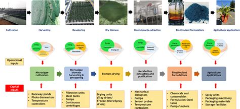 Frontiers Microalgae As Next Generation Plant Growth Additives Functions Applications
