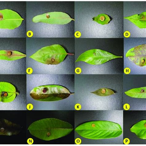Pathogenicity Test Of 3 Year Old Seedling Of Eucalyptus Urograndis And