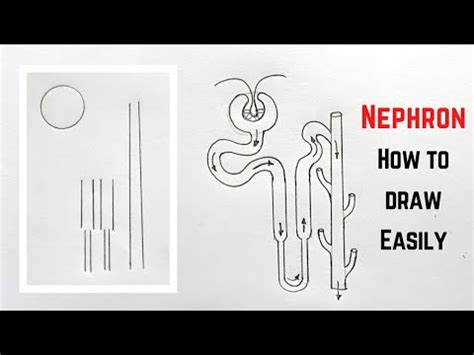 How To Draw Nephron Diagram Easily Step By Step YouTube