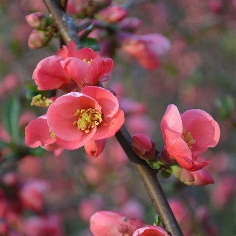 Quince Flower