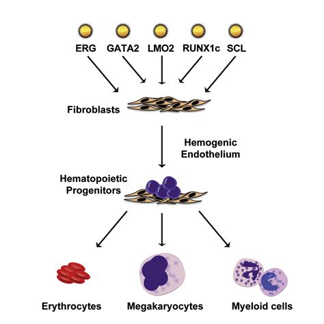 Direct Reprogramming Of Murine Fibroblasts To Hematopoietic Progenitor