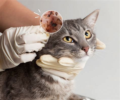 The Guide To Essential Ear Care For Cats And Dogs Medikurin