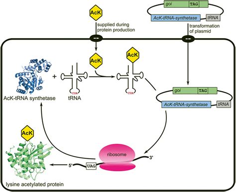The Genetic Code Expansion Concept Allows Genetically Encoding Diverse Download Scientific