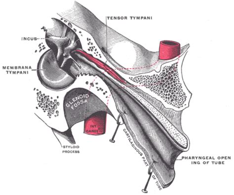 Tensor Tympani Muscle Wikipedia