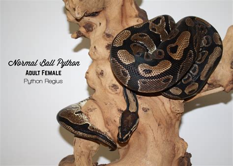 Normal Ball Python
