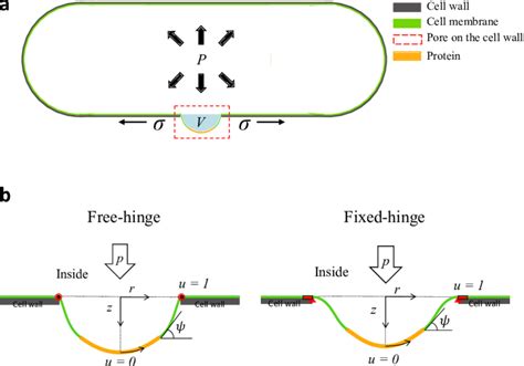 schematic illustration of a typical yeast cell and the model a