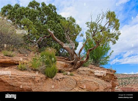 Old Twisted Juniper Tree Clinging To Sandstone Canyon Cliff Of Colorado National Monument Stock