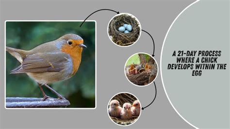 How Long Does It Take For Robin Eggs To Hatch Full Timeline