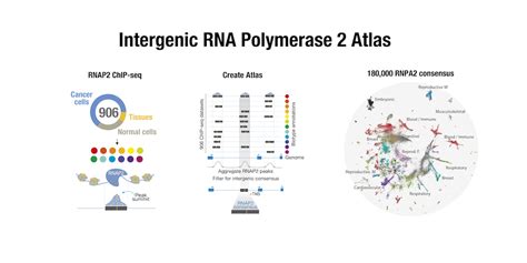 github benoitballester pol2atlas code repository for the research
