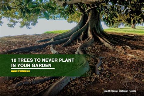 Trees To Never Plant In Your Garden Caledon Treeland