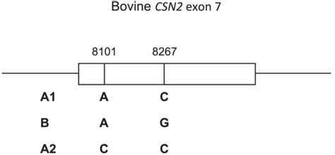 Genetic Polymorphism Of Bovine Beta‐casein Gene In Japanese Dairy Farm