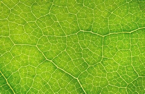 Voronoi Principles Distribution In Nature Source Download Scientific Diagram