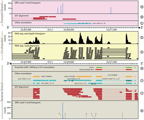 Improved Annotation Of 3 Untranslated Regions And Complex Loci By Combination Of Strand