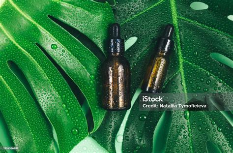 큰 몬스터 녹색 잎과 오일병 녹색 배경에 세럼 열대 야자수 잎은 물 방울로 닫힙을 닫습니다 여름 템플릿 플랫 레이 화장품 제품 스킨 케어 웰빙 갈색에 대한 스톡 사진 및