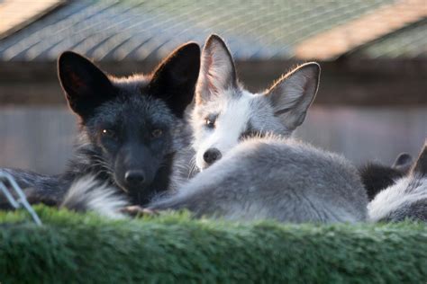 Domesticated Silver Fox Scientific Name