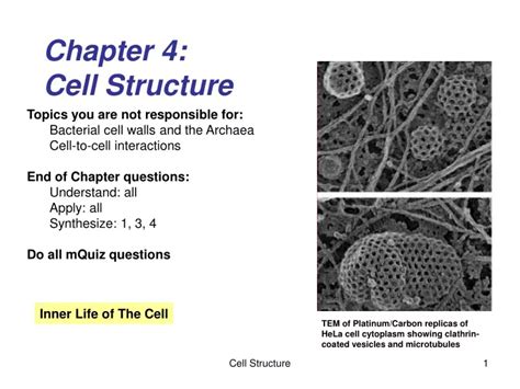 Ppt Chapter 4 Cell Structure Powerpoint Presentation Free Download