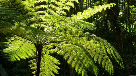 What Plants Are Found In The Rain Forest At Lynda Rahman Blog