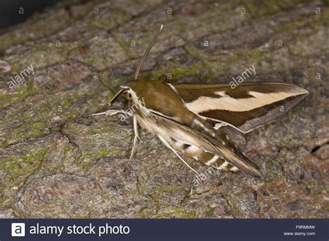 Bedstraw Hawk Moth Gallium Sphinx Labkrautschwärmer Labkraut