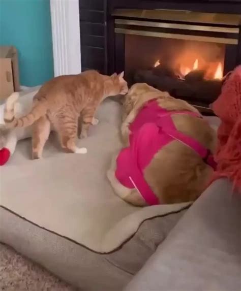 Warm Friends Album On Imgur