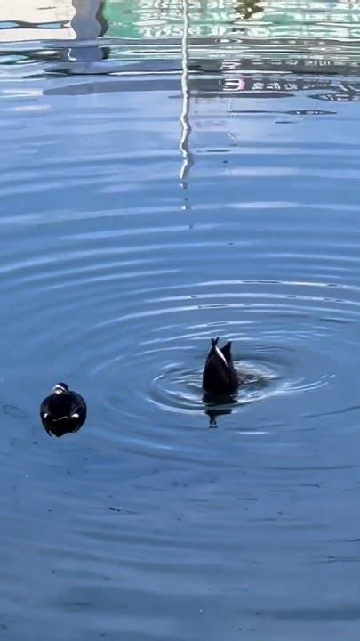 귀여운오리 Youtube