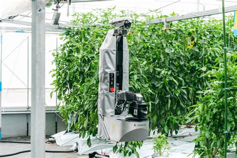 Pepper Picking Robot Moves Through Crops On Overhead Wires