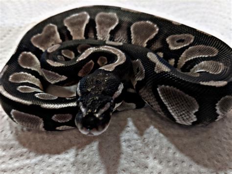 Morph List World Of Ball Pythons