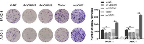 细胞功能实验那些事∣克隆形成实验 知乎 细胞功能实验那些事∣克隆形成实验 知乎