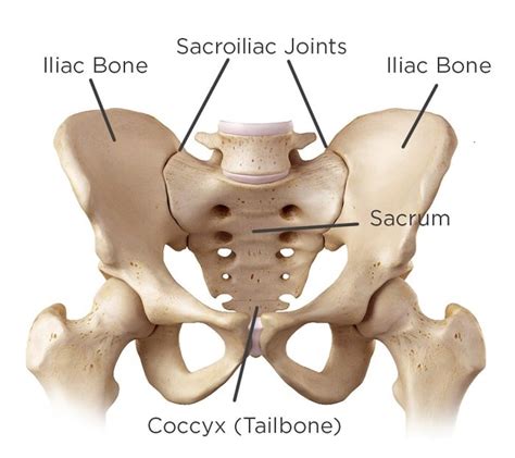 Sacroiliac Joint Syndrome Walkley Chiropractic Group