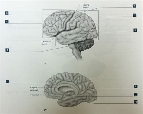 Cerebral Cortex Diagram Quizlet