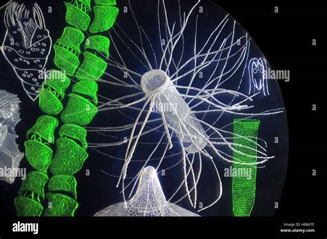 A Model Of Bacteria Stock Photo Alamy