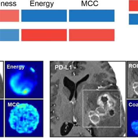 Representative Feature Expression Maps Showing Distinct Patterns Of Download Scientific Diagram