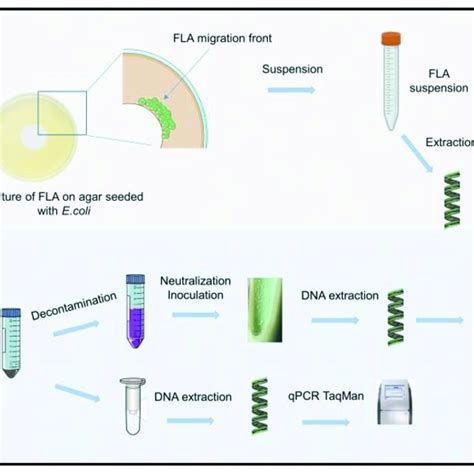Experimental Protocol For The Analysis Of Water Samples From Cattle