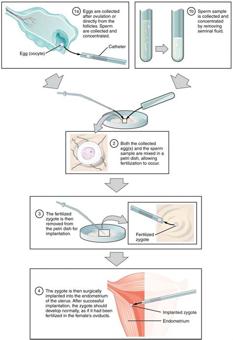 Fertilization Anatomy And Physiology Ii