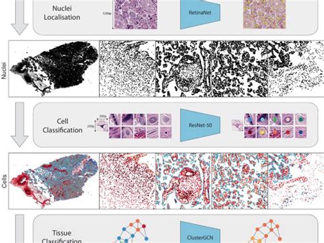 Mapping Cell To Tissue Graphs Across Human Placenta Histology Whole